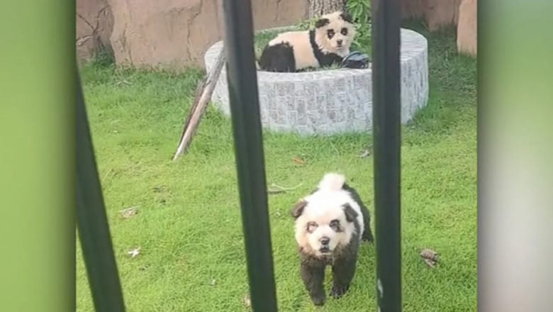 Câinii vopsiți ca panda: Un scandal în grădina zoologică din China ...